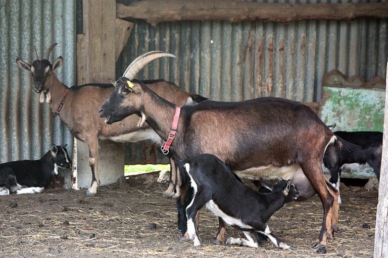 Alpine Goat - Breed Profile - Goat Journal